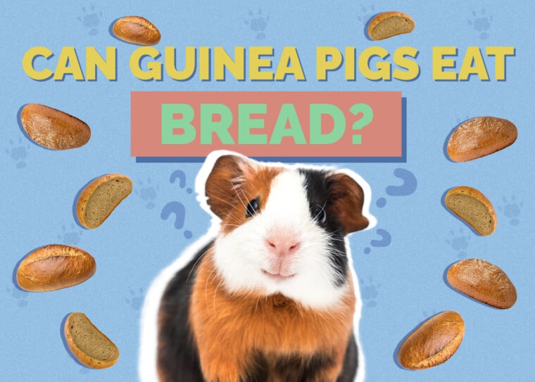 Can Guinea Pigs Eat Pears? Vet-Reviewed Nutrition Facts & FAQ | Hepper Pet Resources