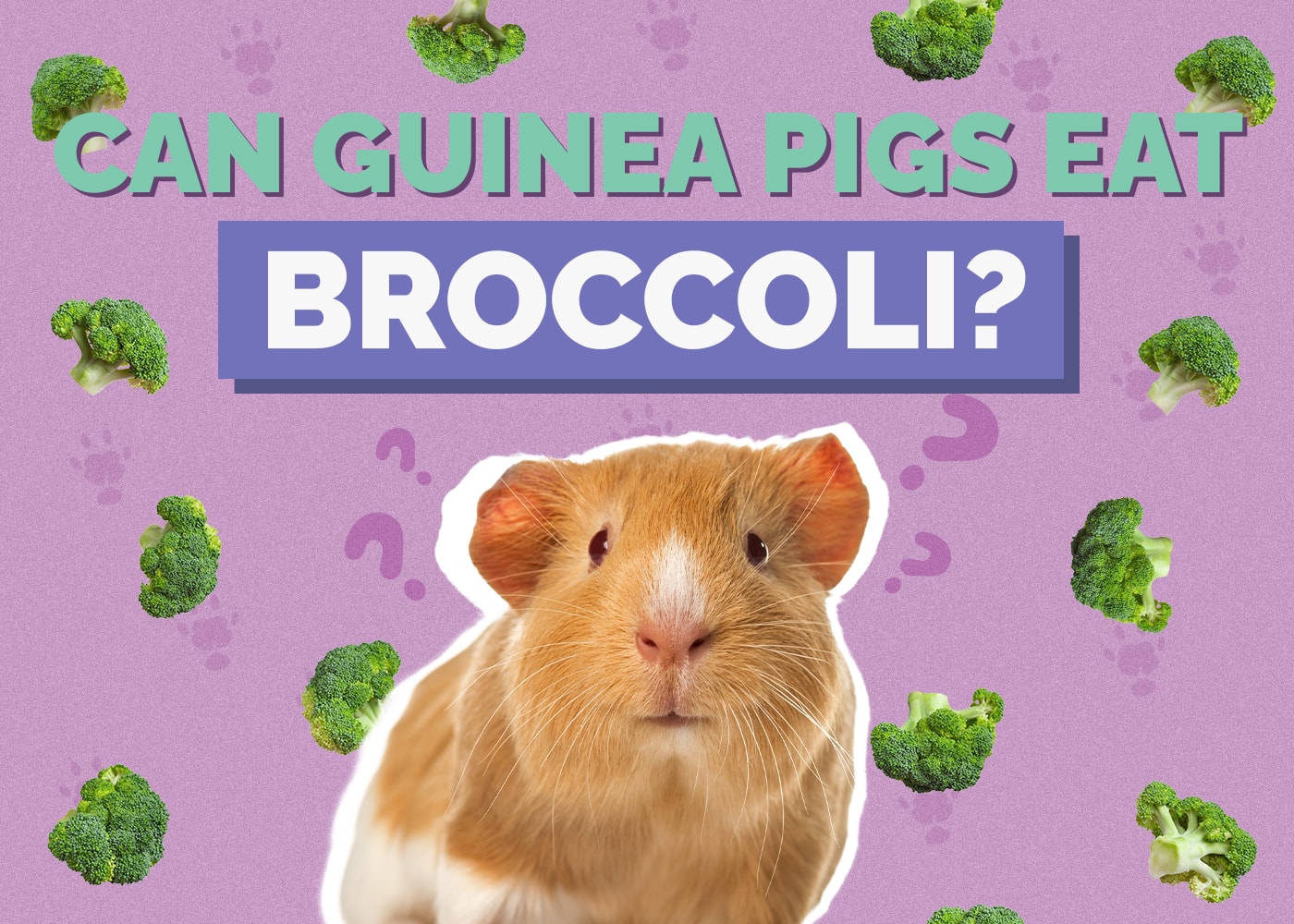 Can Guinea Pigs Eat Broccoli? Vet-Approved Nutritional Science & Info | Hepper Pet Resources