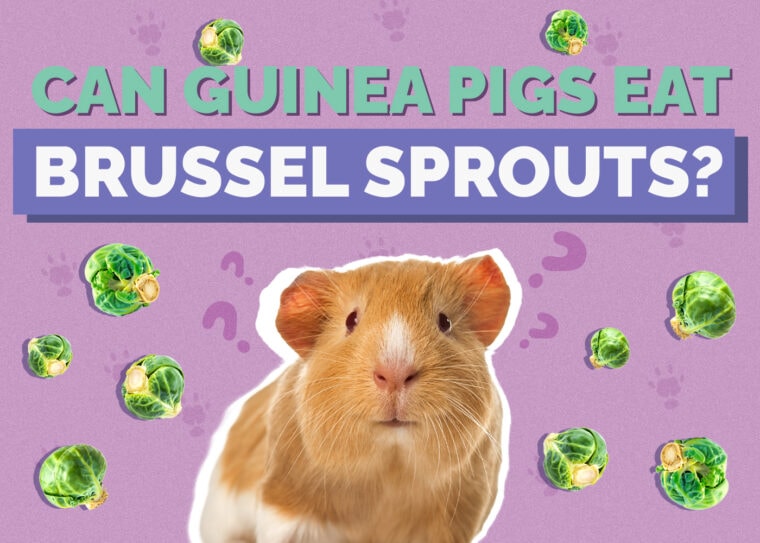 Can Guinea Pigs Eat Lettuce? Vet Approved Nutrition Facts & FAQ | Hepper Pet Resources