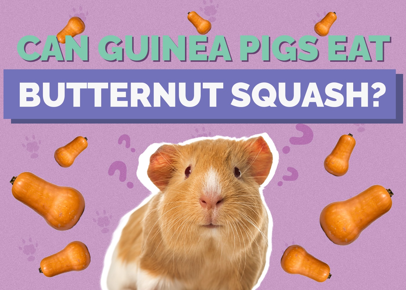 Can Guinea Pigs Eat Butternut Squash? Nutrition Facts & FAQ | Hepper Pet Resources