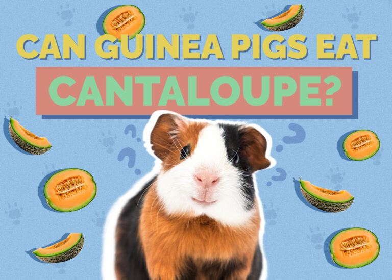 Can Guinea Pigs Eat Peas? Vet-Reviewed Nutrition Facts & FAQ | Hepper Pet Resources