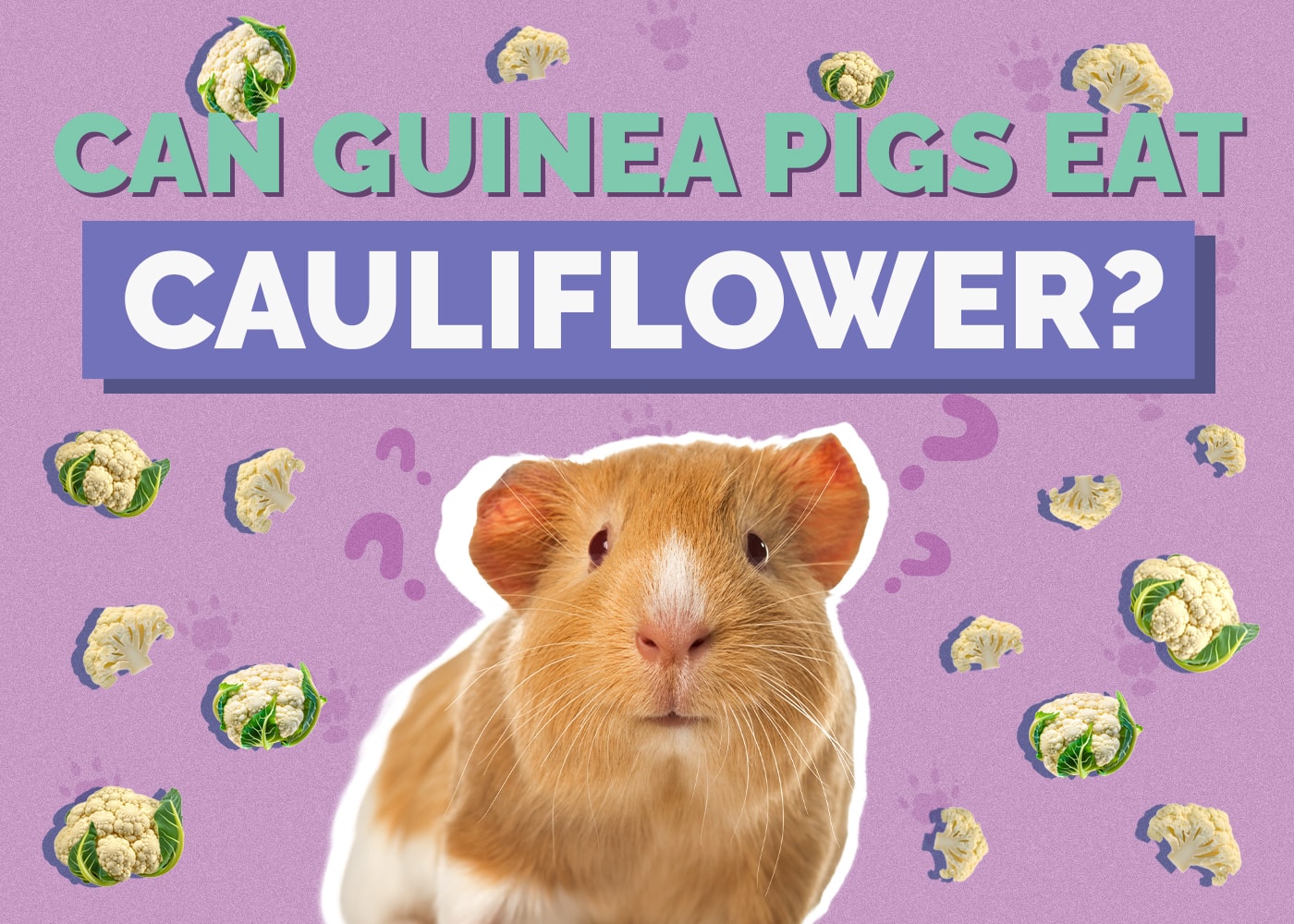 Can Guinea Pigs Eat Cauliflower? Vet Reviewed Nutrition Facts & FAQ | Hepper Pet Resources