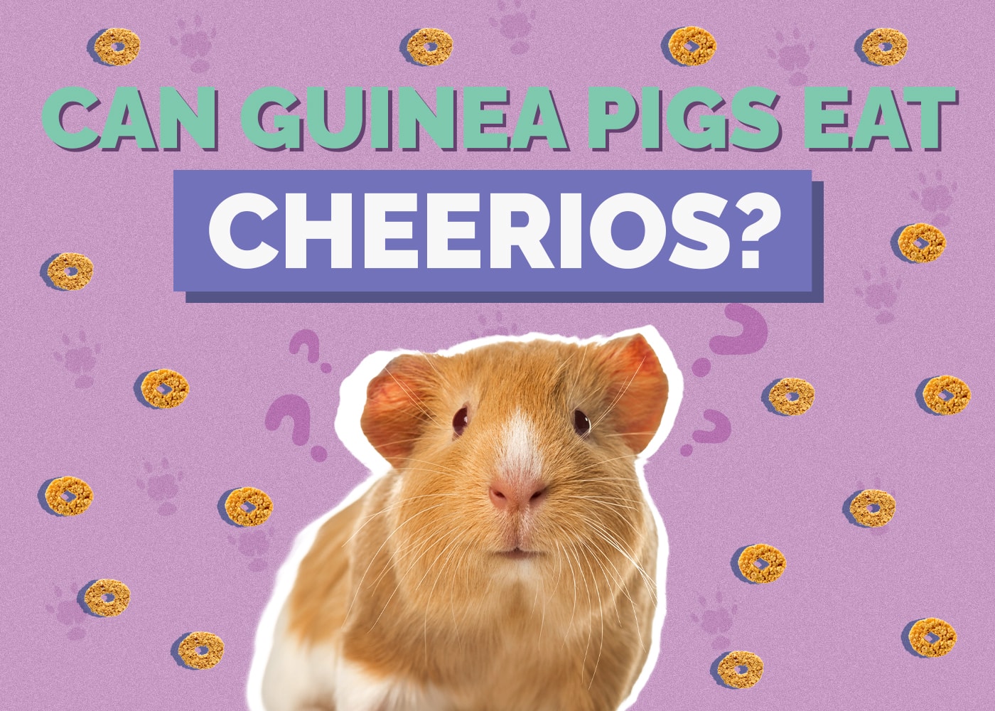 Can Guinea Pigs Eat Cheerios? Vet-Reviewed Nutrition Facts & FAQ | Hepper Pet Resources