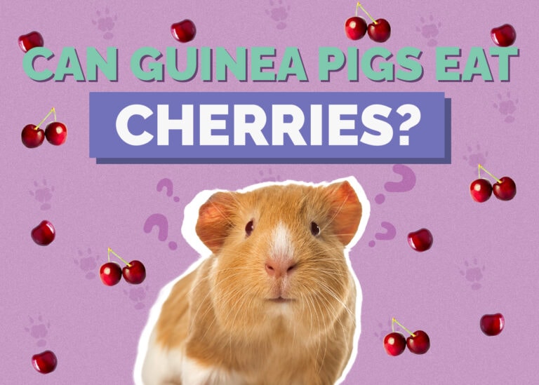 Can Guinea Pigs Eat Cherries? Vet Approved Nutrition Facts & FAQ | Hepper Pet Resources