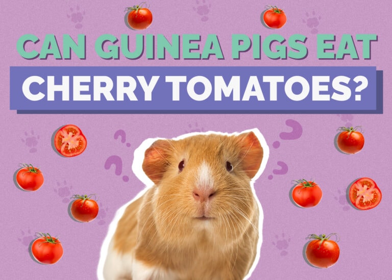 Can Guinea Pigs Eat Cherry Tomatoes? Vet-Approved Nutrition, Tips ...
