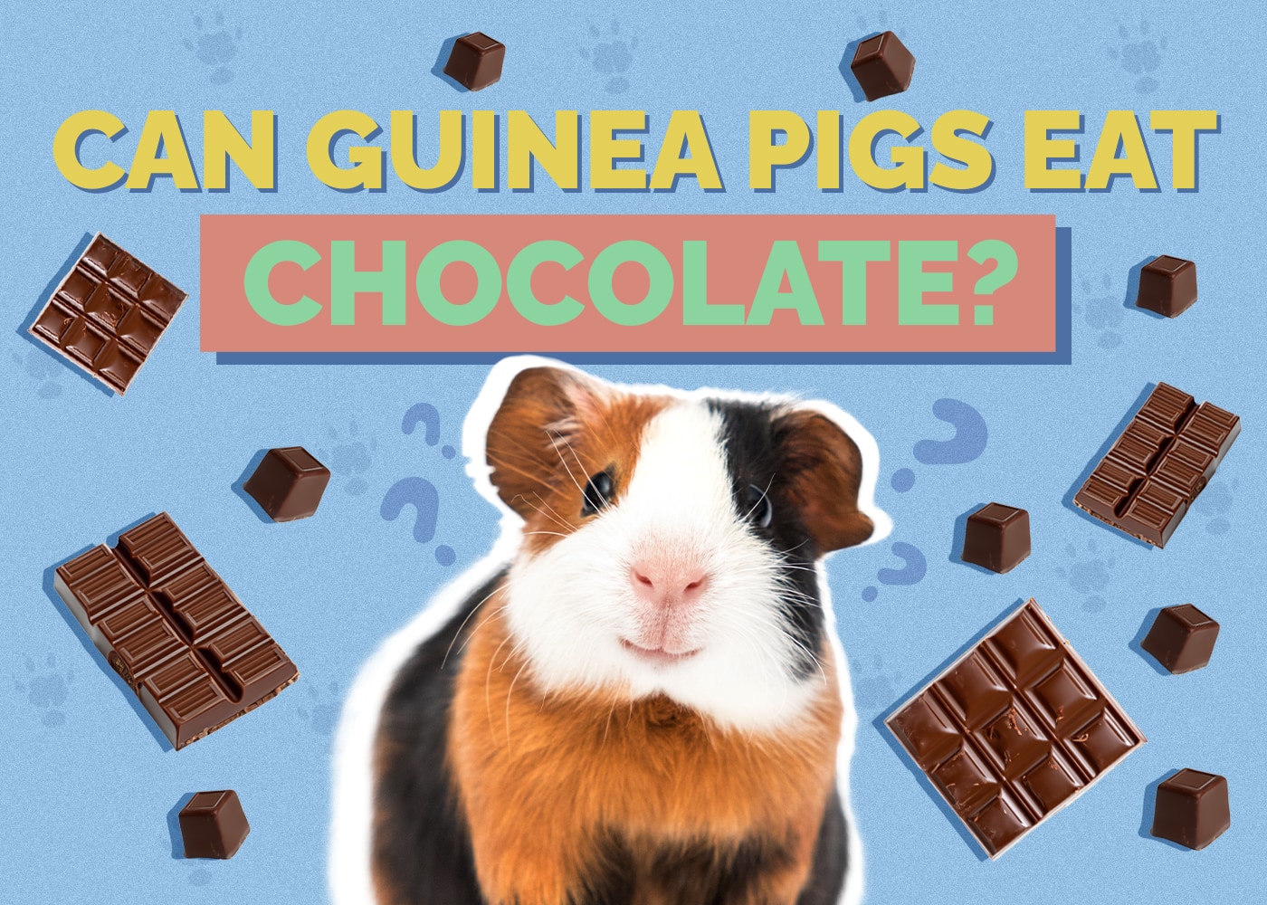 Can Guinea Pigs Eat Chocolate? | Hepper Pet Resources