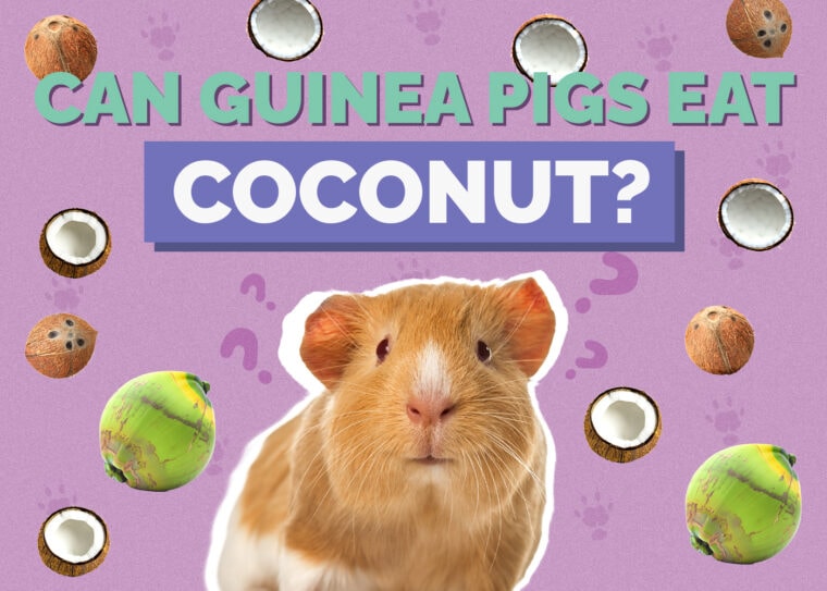 Can Guinea Pigs Eat Coconut? Vet-Reviewed Nutrition Facts | Hepper Pet Resources