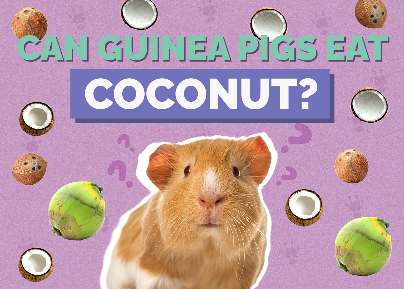 Can Guinea Pigs Eat Bananas? Vet-Reviewed Facts & FAQ | Hepper Pet Resources