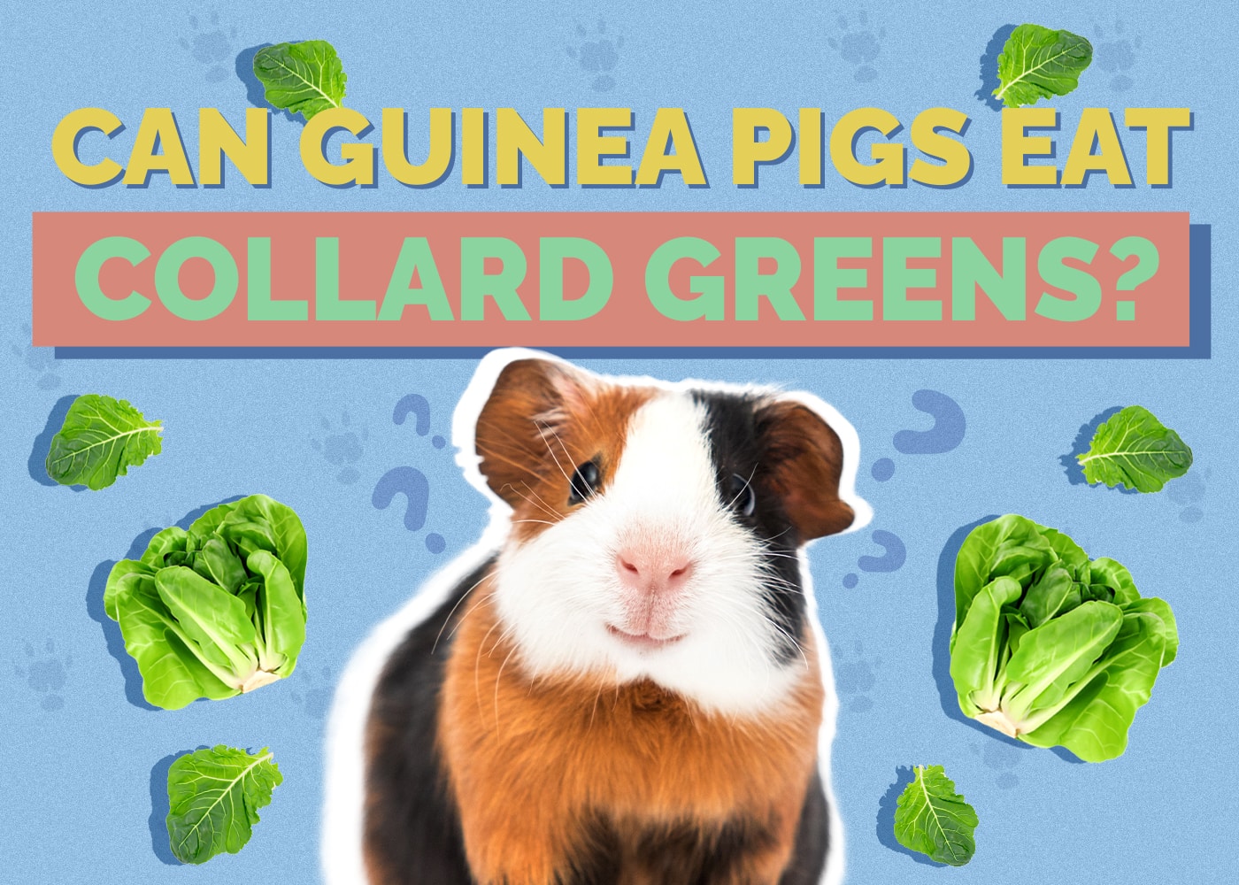 Can Guinea Pigs Eat Collard Greens? Our Vet Explains | Hepper Pet Resources