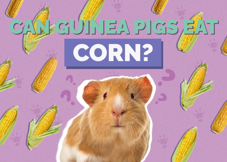Can Guinea Pigs Eat Corn? Vet-Approved Nutritional Information | Hepper Pet Resources