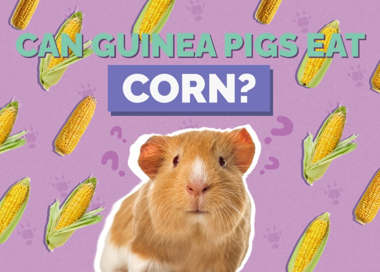 Can Guinea Pigs Eat Corn? Vet-Approved Nutritional Information | Hepper Pet Resources