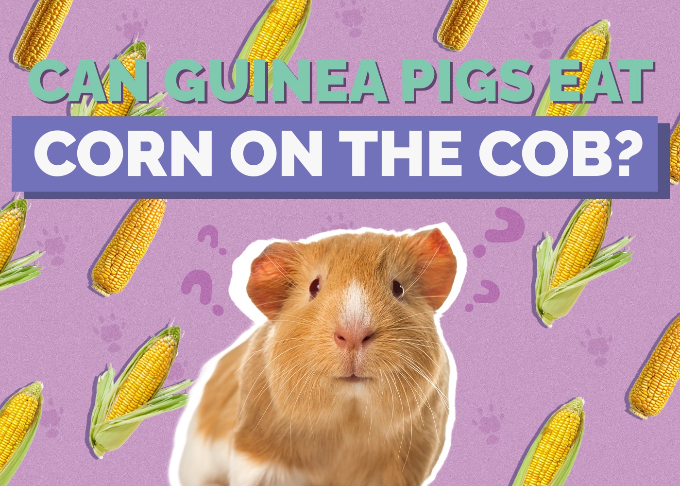 Can Guinea Pigs Eat Corn? Vet-Approved Nutritional Information | Hepper Pet Resources