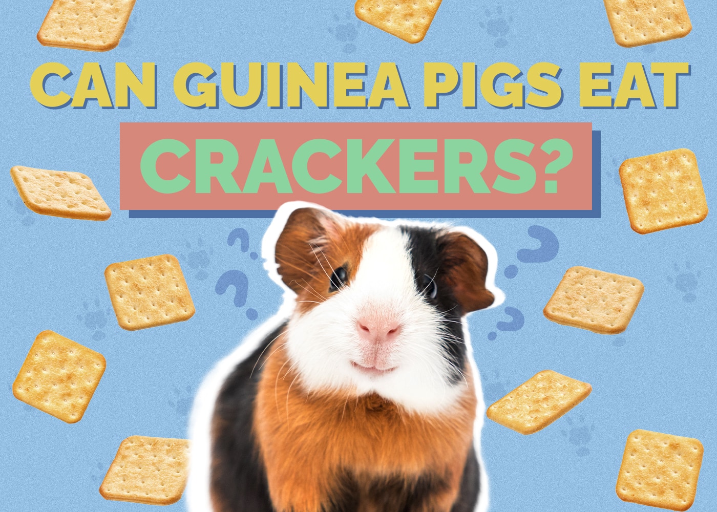 Can Guinea Pigs Eat Crackers? Vet-Approved Nutrition Facts & FAQ | Hepper Pet Resources