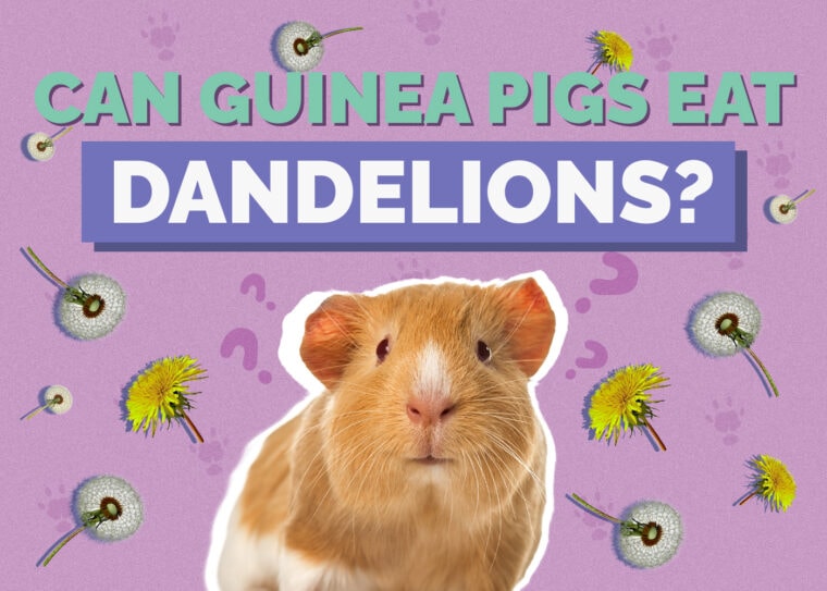 How to Bathe Guinea Pigs: 14 Vet Approved Essential Tips | Hepper Pet ... How to Bathe Guinea Pigs: 14 Vet Approved Essential Tips | Hepper Pet ...