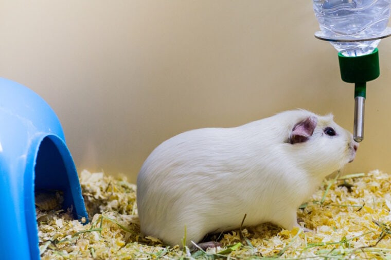 Can Guinea Pigs Drink Tap Water? Vet-Approved Safety & Care Guide ...