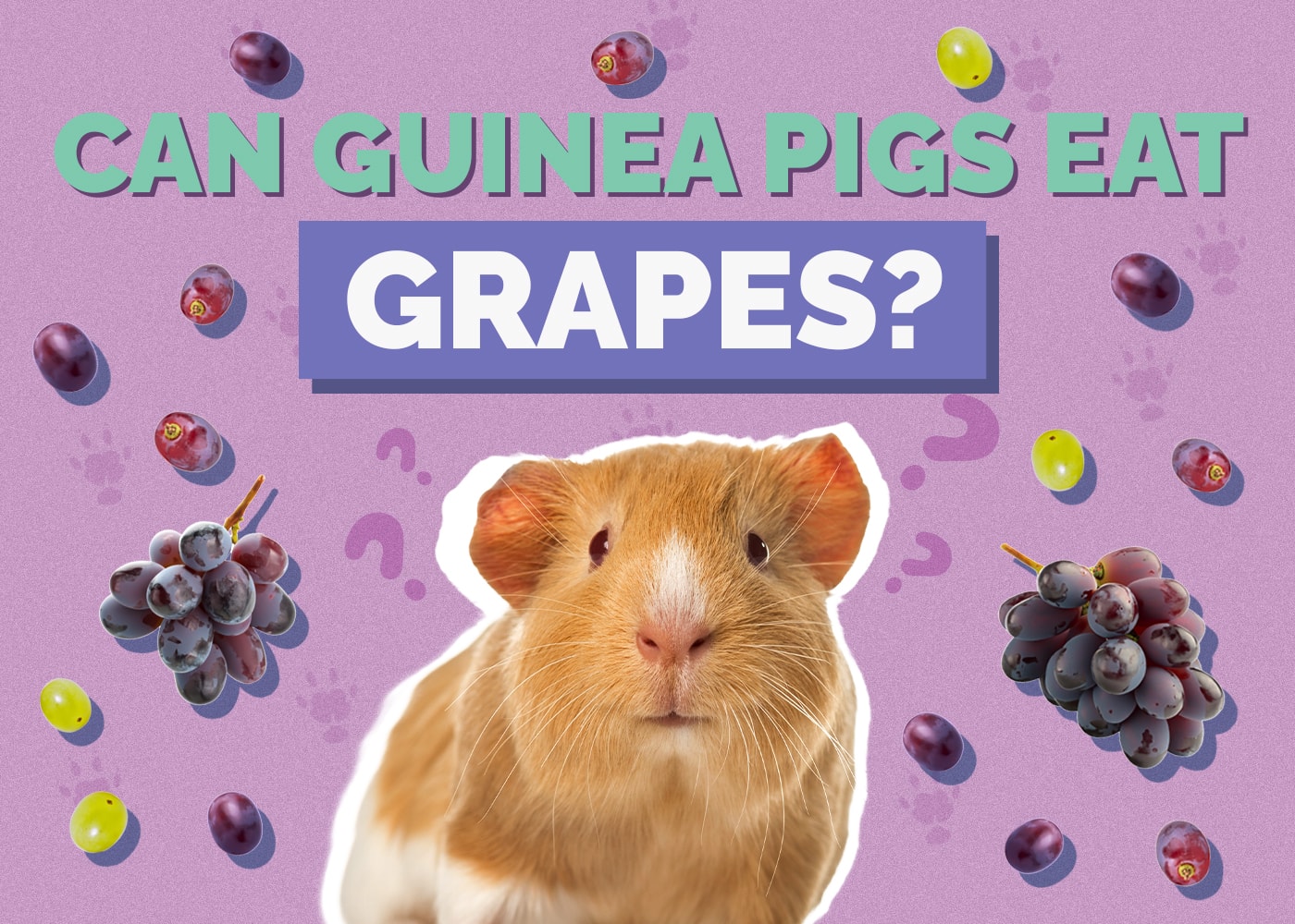 Can Guinea Pigs Eat Grapes? Vet-Approved Facts & FAQ | Hepper Pet Resources