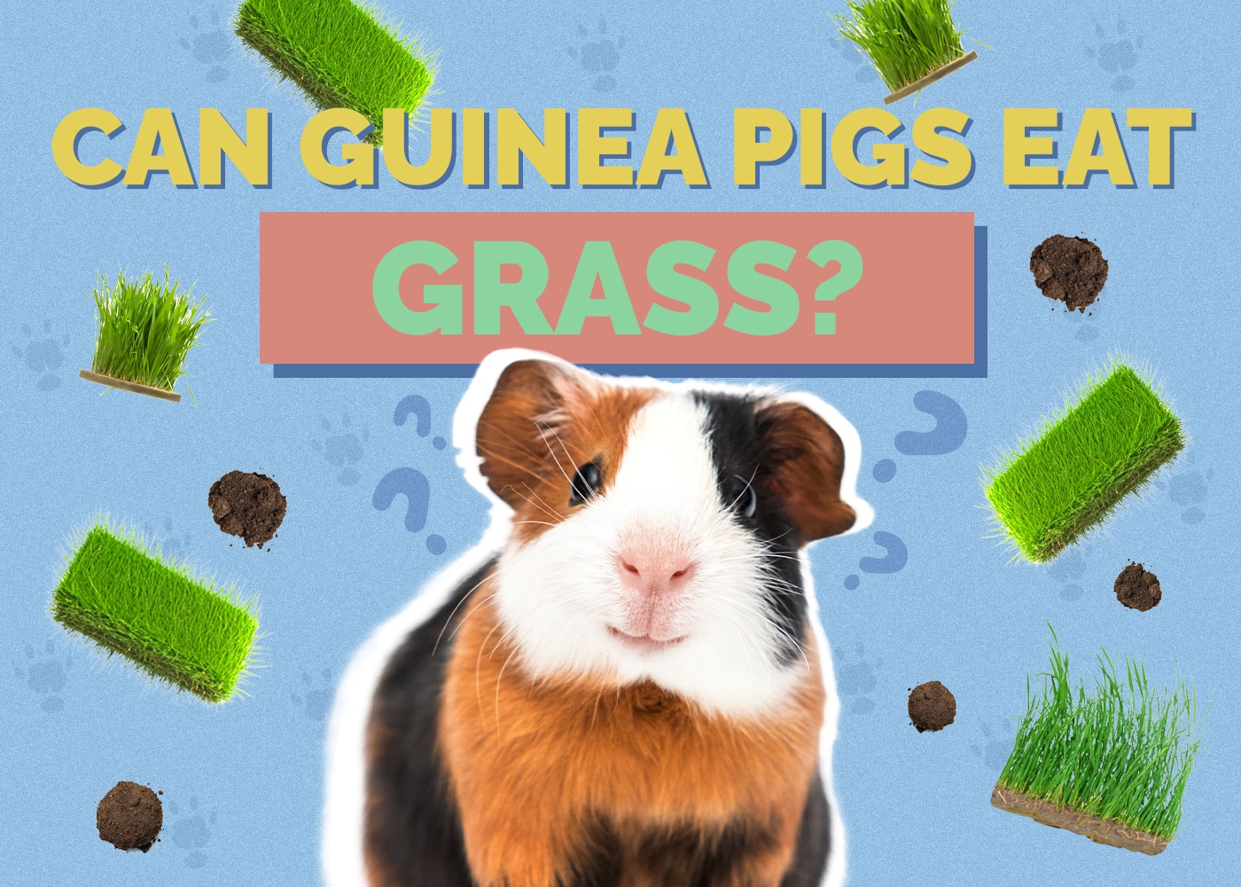 Can Guinea Pigs Eat Grass? Vet-Reviewed Nutrition Facts & FAQ | Hepper ...