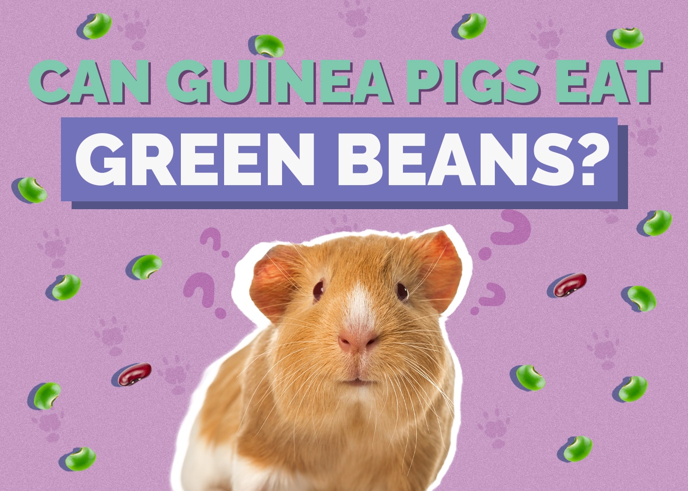 Can Guinea Pigs Eat Green Beans? Vet-Approved Nutrition Facts | Hepper ...