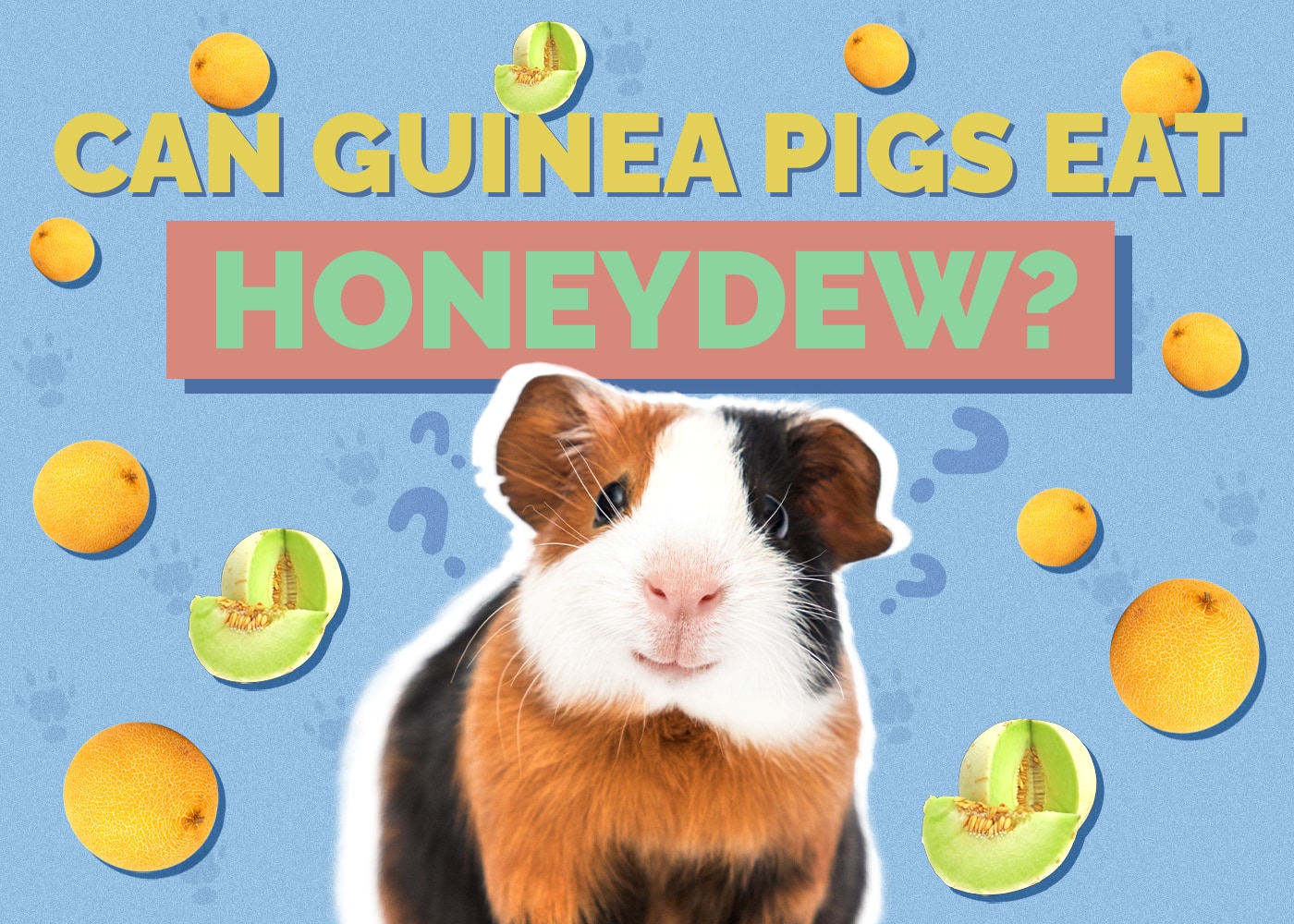 Can Guinea Pigs Eat Melon? Vet-Approved Diets & Types | Hepper Pet ...