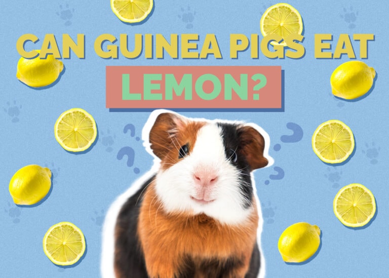 Can Guinea Pigs Throw Up? Vet Approved Facts & FAQ | Hepper Pet Resources