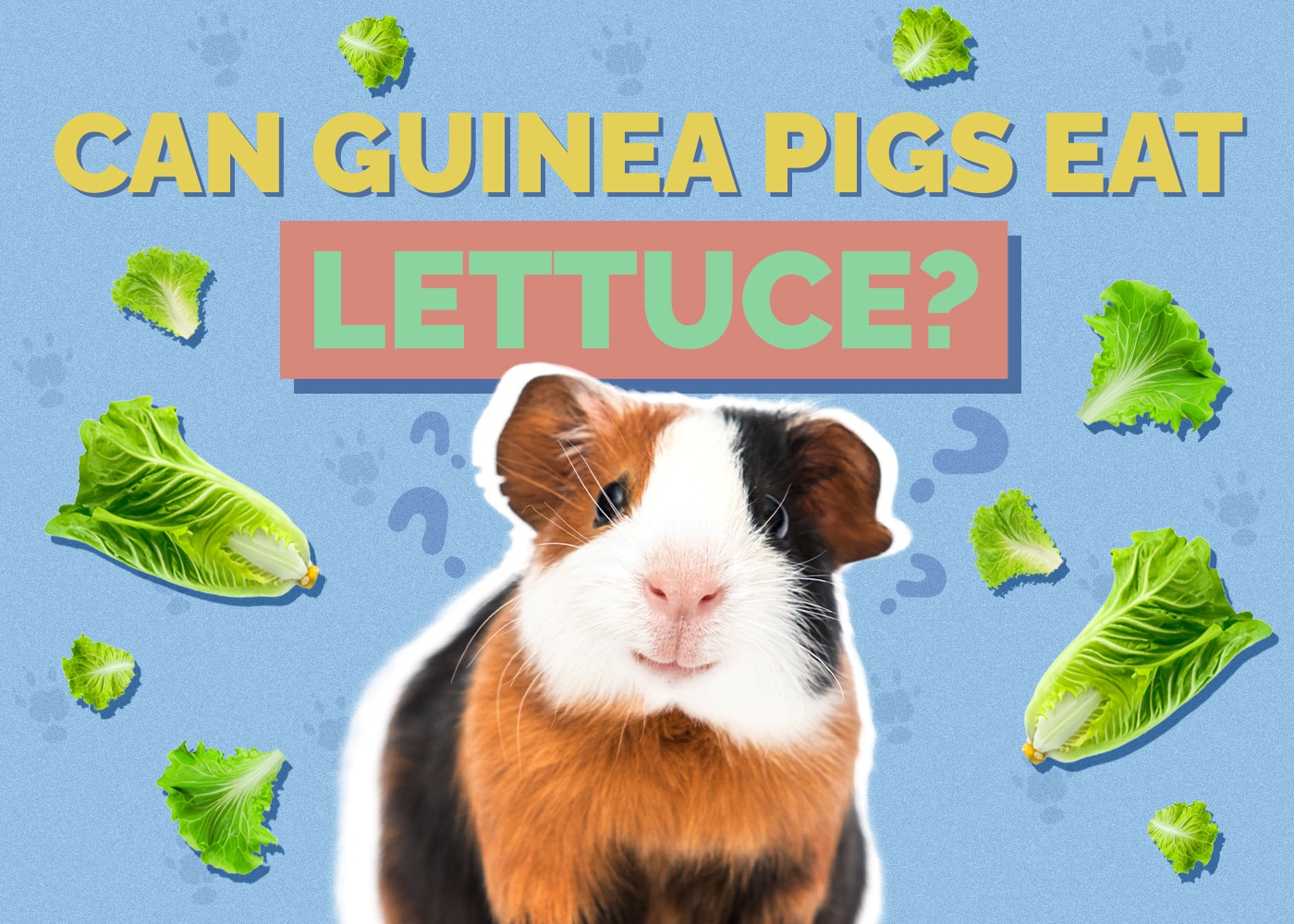 Can Guinea Pigs Eat Lettuce? Vet Approved Nutrition Facts & FAQ | Hepper Pet Resources