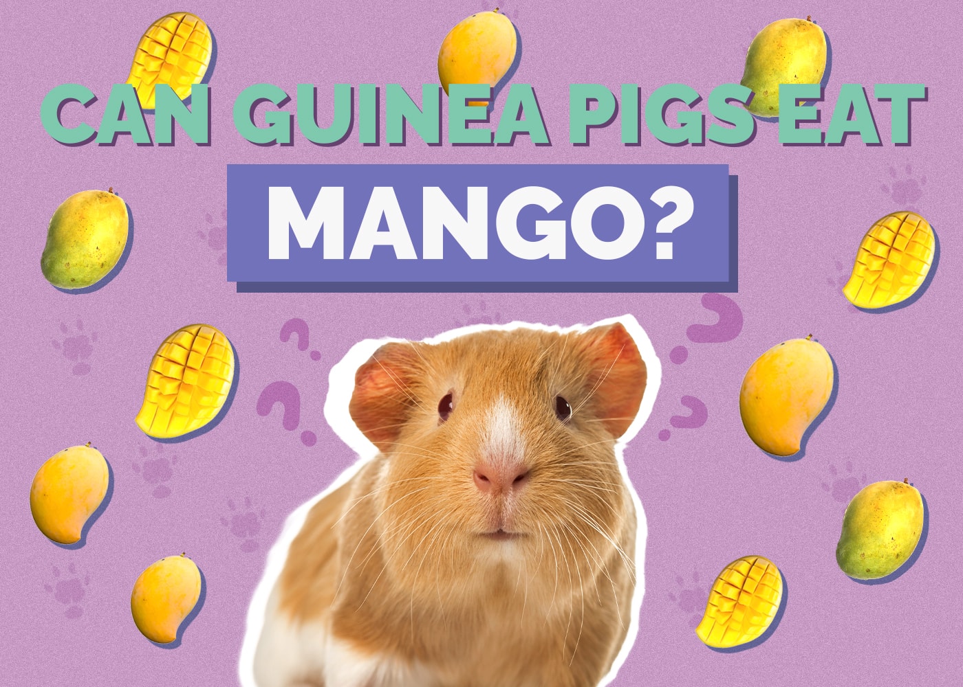 Can Guinea Pigs Eat Mango? Vet Approved Nutrition Facts & FAQ | Hepper Pet Resources