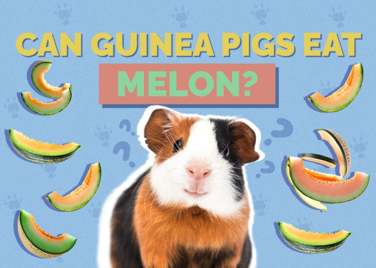 Can Guinea Pigs Eat Grapes? Vet-Approved Facts & FAQ | Hepper Pet Resources