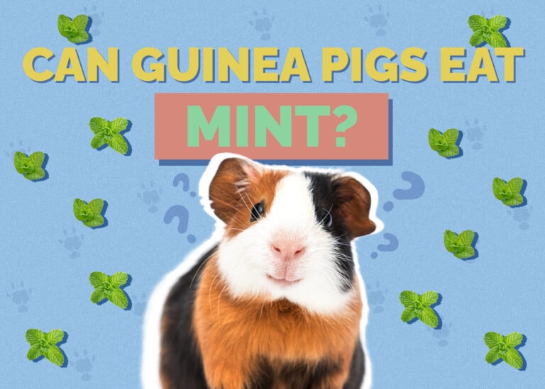 Can Guinea Pigs Eat Green Beans? Vet-Approved Nutrition Facts | Hepper Pet Resources