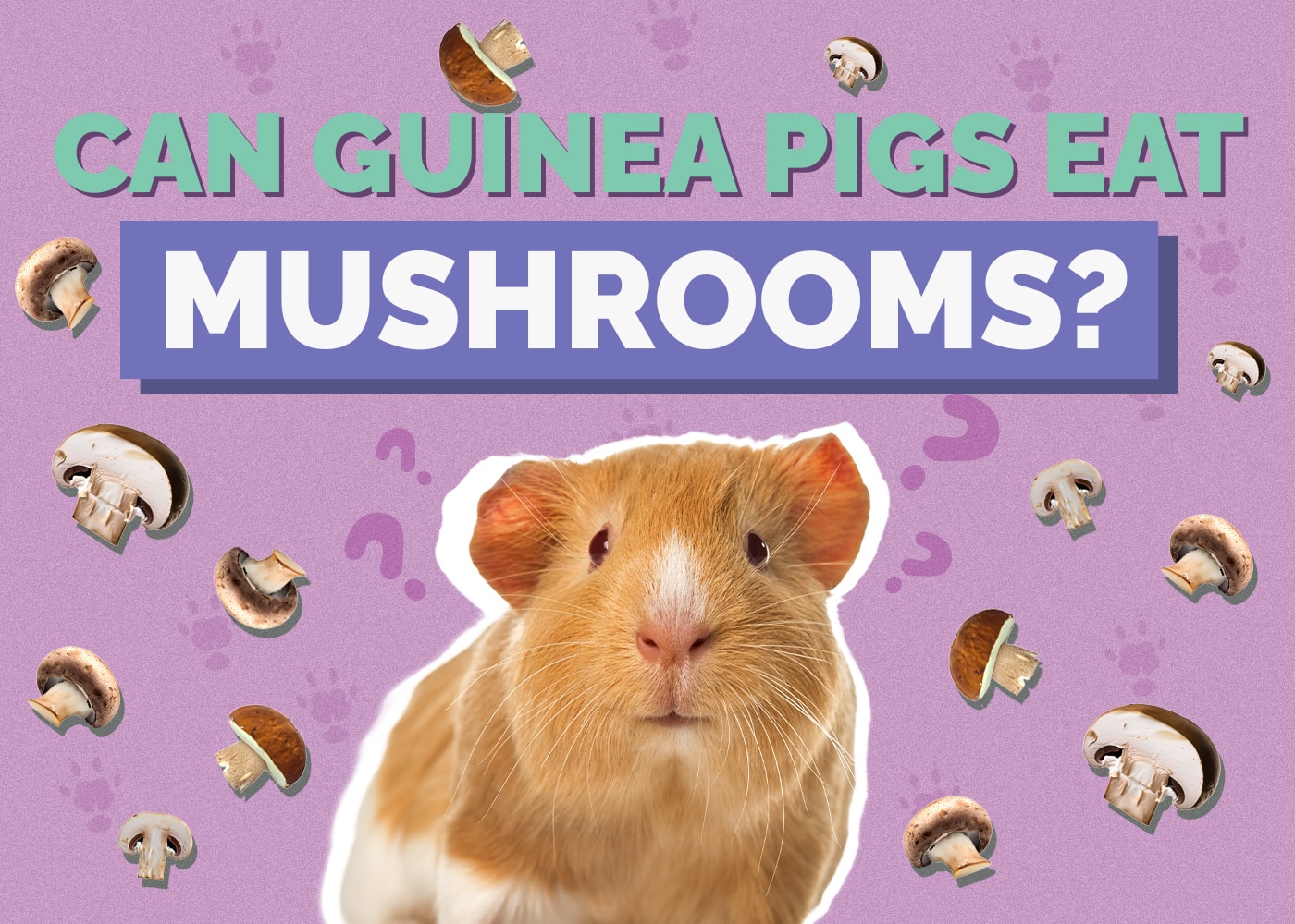 Can Guinea Pigs Eat Mushrooms? Vet-Approved Nutrition Facts & FAQ | Hepper Pet Resources