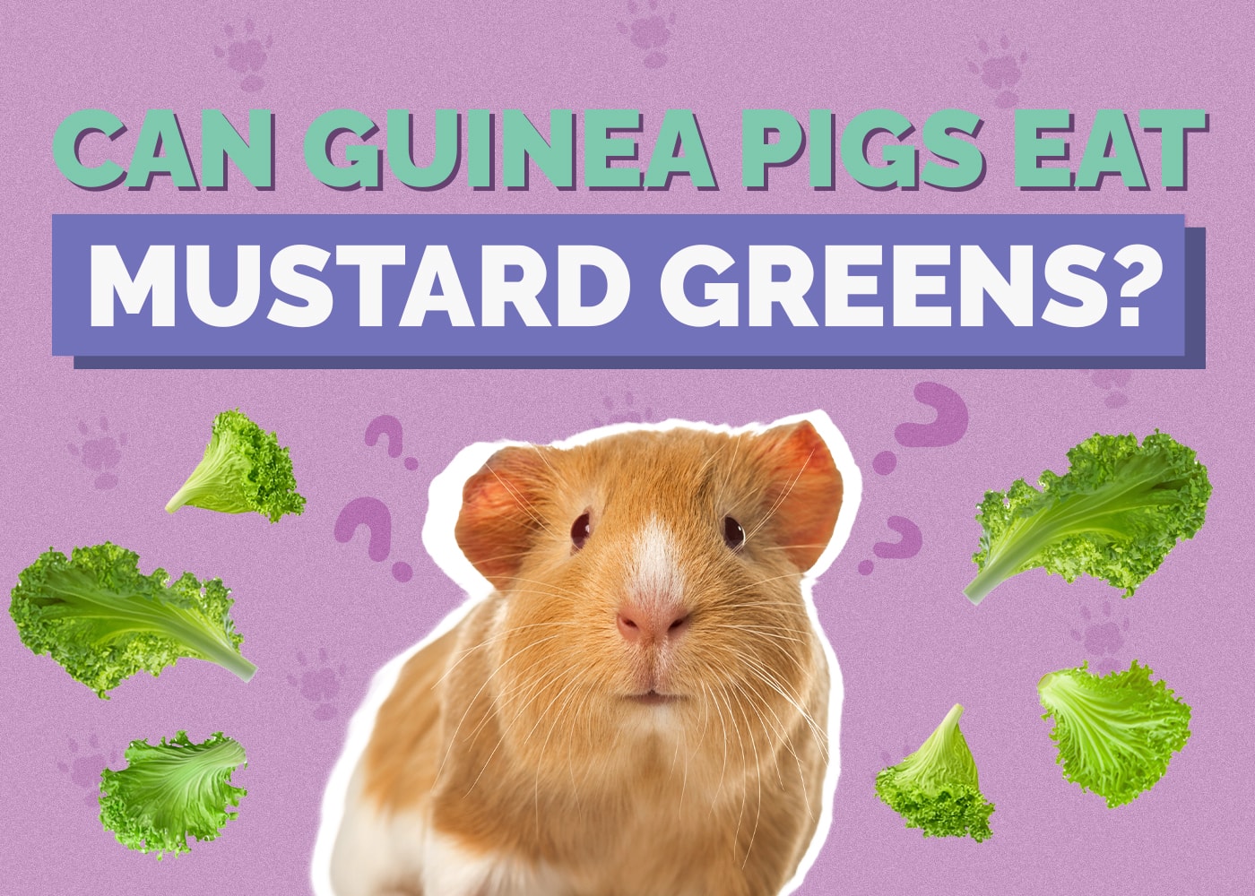 Can Guinea Pigs Eat Mustard Greens? Vet-Reviewed Nutrition Facts & FAQ | Hepper Pet Resources