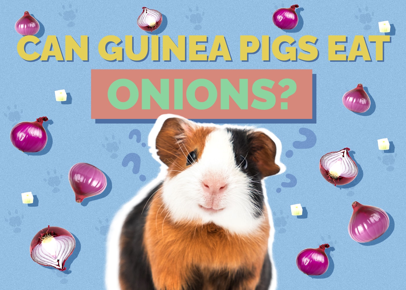 Can Guinea Pigs Eat Onions? Vet-Reviewed Nutrition Facts & FAQ | Hepper Pet Resources