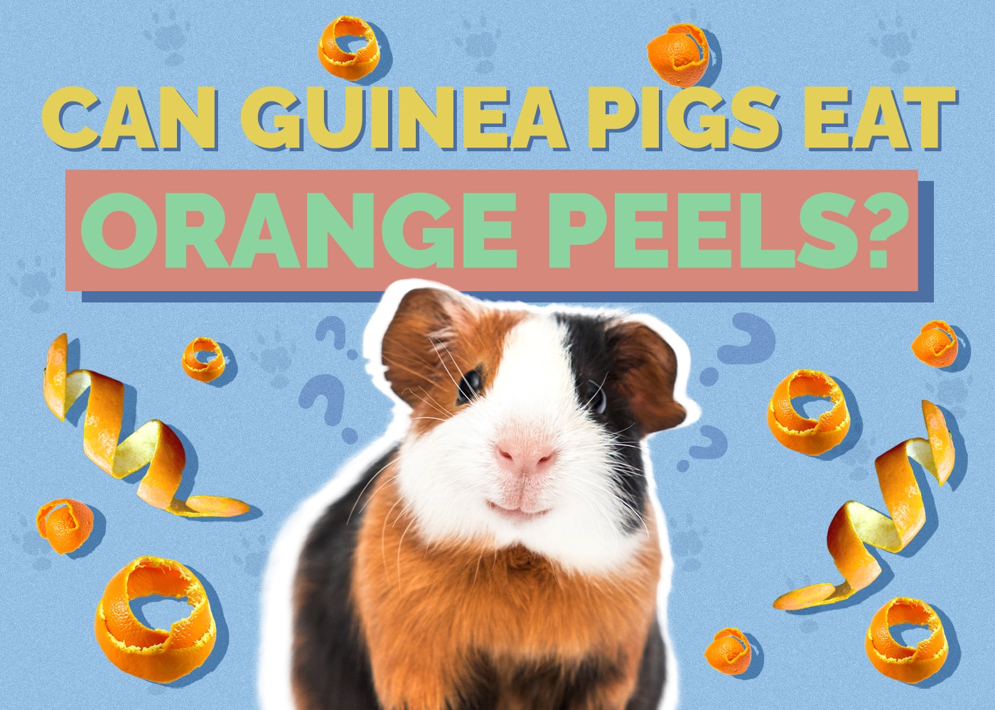 Can Guinea Pigs Eat Radishes? Vet-Approved Facts & FAQs | Hepper Pet Resources