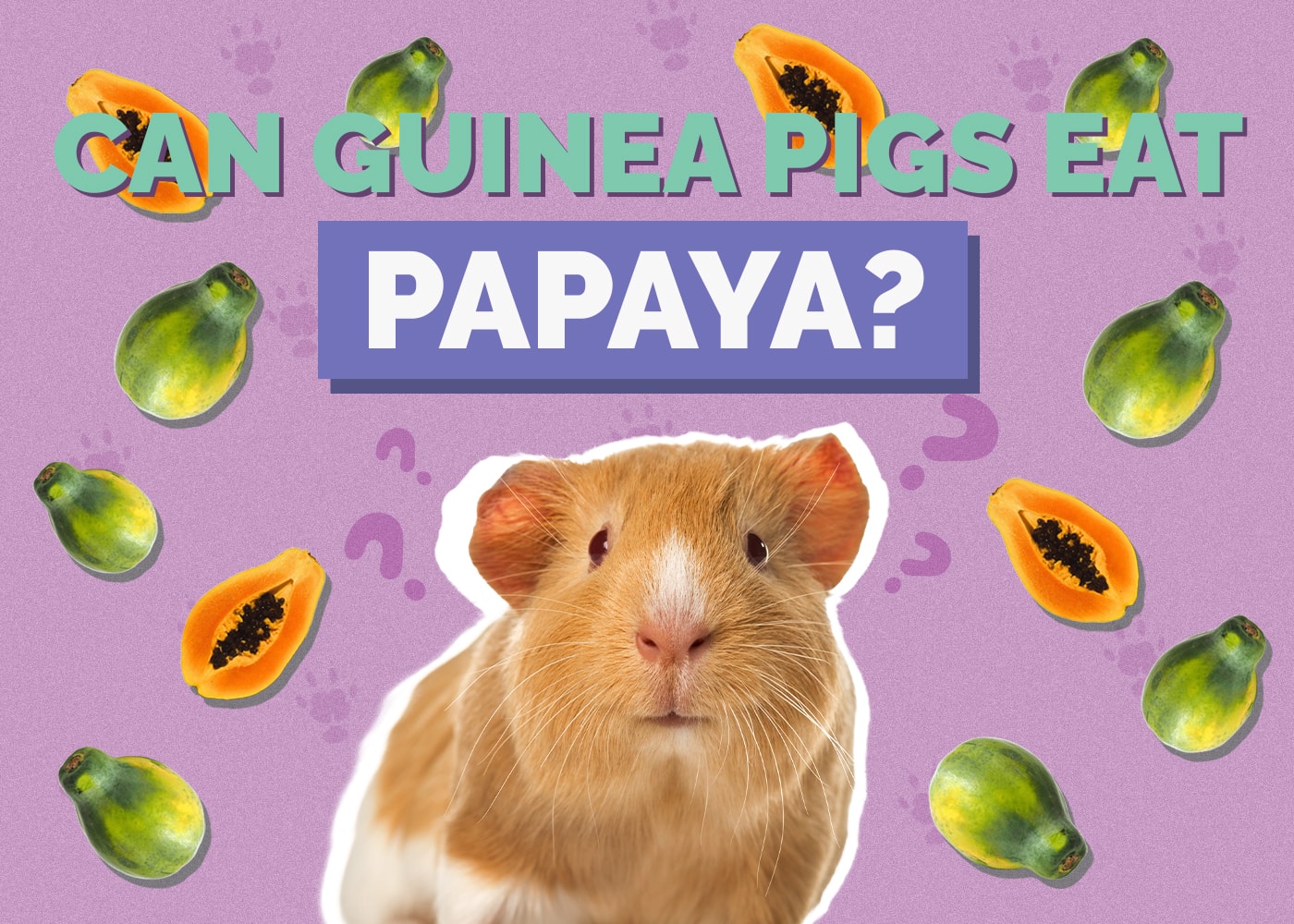 Can Guinea Pigs Eat Papaya? Vet-Reviewed Nutrition Facts | Hepper Pet Resources