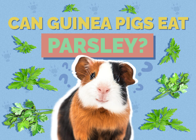 Can Guinea Pigs Eat Carrots? Vet-Reviewed Nutrition Facts | Hepper Pet Resources