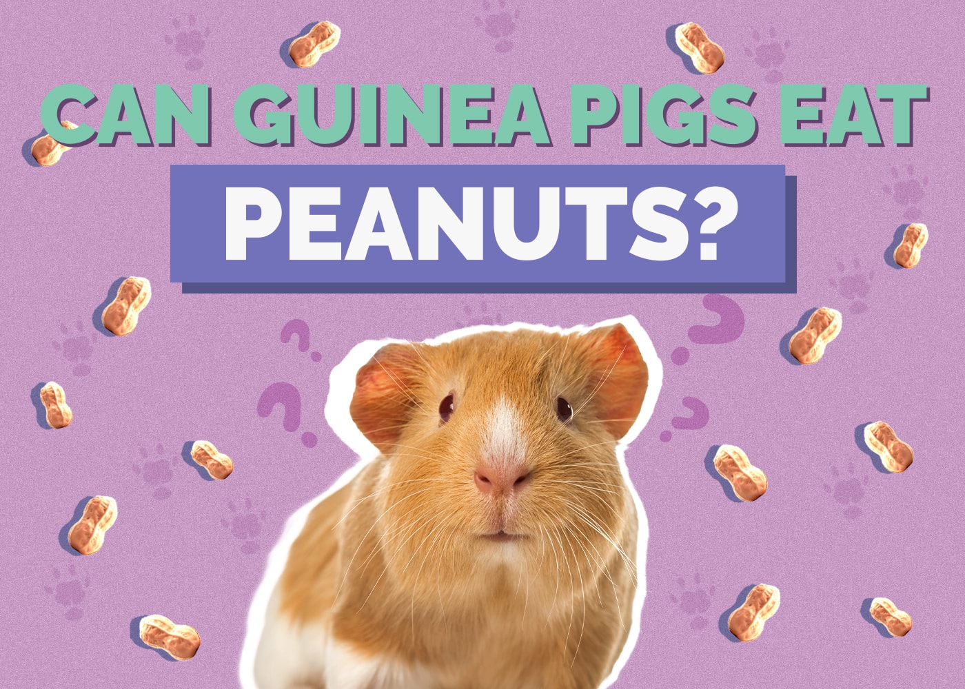 Can Guinea Pigs Eat Peanuts? Vet-Reviewed Nutrition Facts & FAQ | Hepper Pet Resources