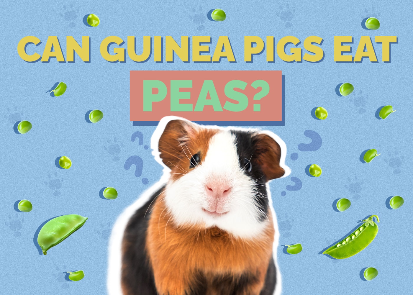 Can Guinea Pigs Eat Peas? Vet-Reviewed Nutrition Facts & FAQ | Hepper Pet Resources