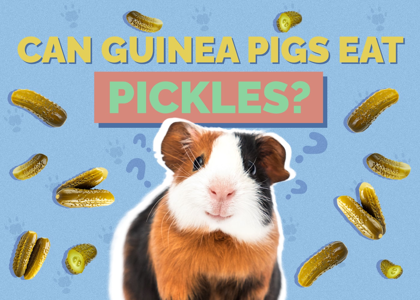 Can Guinea Pigs Eat Pickles? Vet Approved Facts & FAQ | Hepper Pet Resources