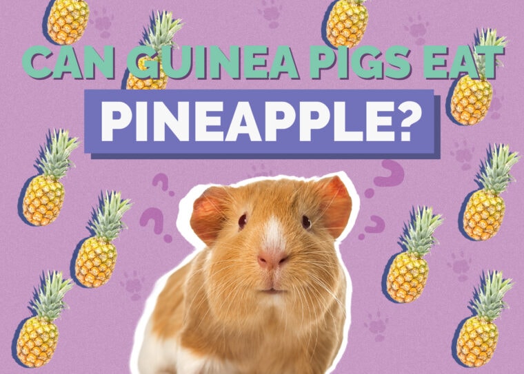 Can Guinea Pigs Eat Grapes? Vet-Approved Facts & FAQ | Hepper Pet Resources