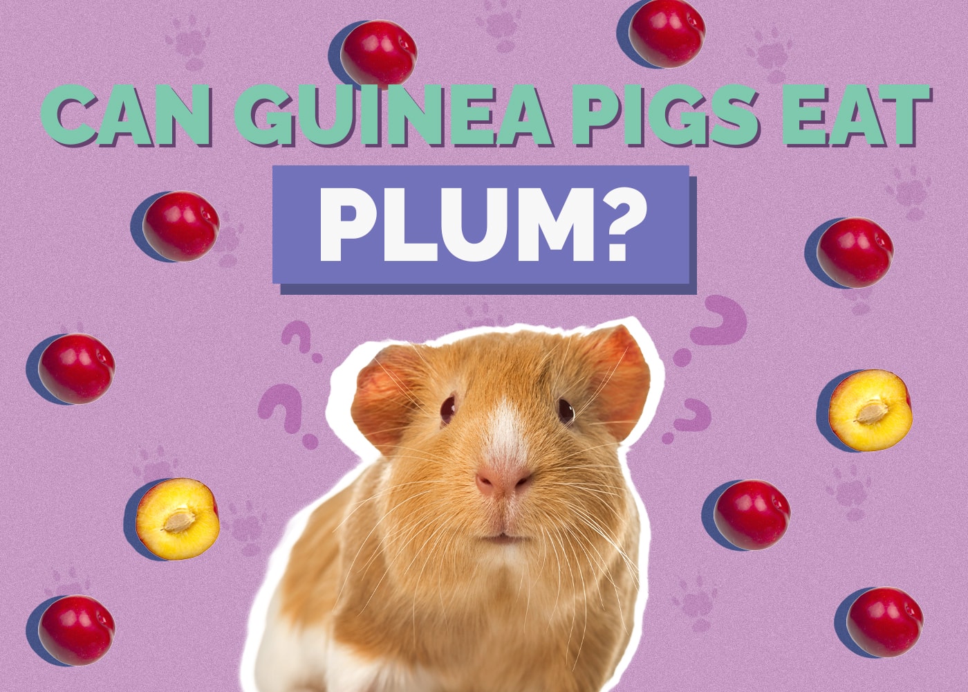 Can Guinea Pigs Eat Mango? Vet Approved Nutrition Facts & FAQ | Hepper Pet Resources