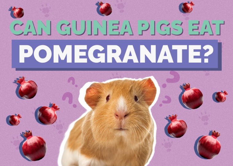 Can Guinea Pigs Eat Pomegranate? Vet-Approved Nutritional Facts & FAQ | Hepper Pet Resources