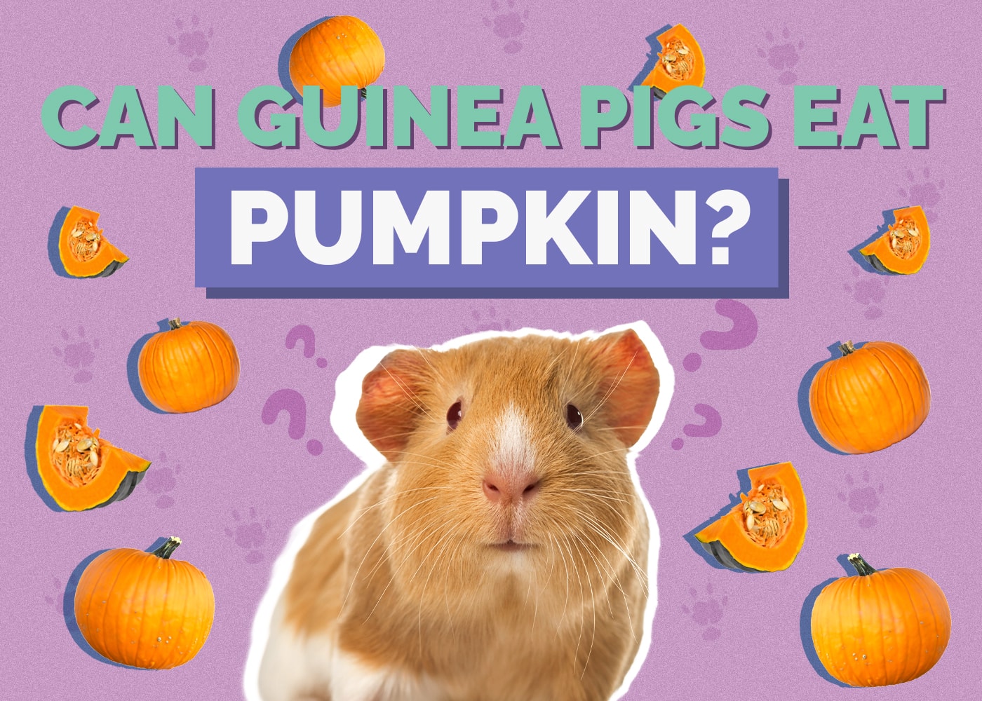 Can Guinea Pigs Eat Pumpkin? Vet-Approved Nutritional Science & Info ...