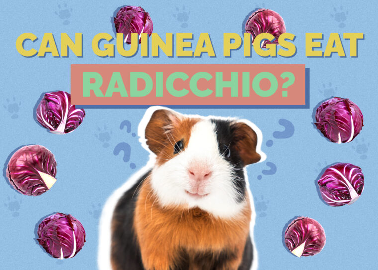 Can Guinea Pigs Eat Carrots? Vet-Reviewed Nutrition Facts | Hepper Pet Resources