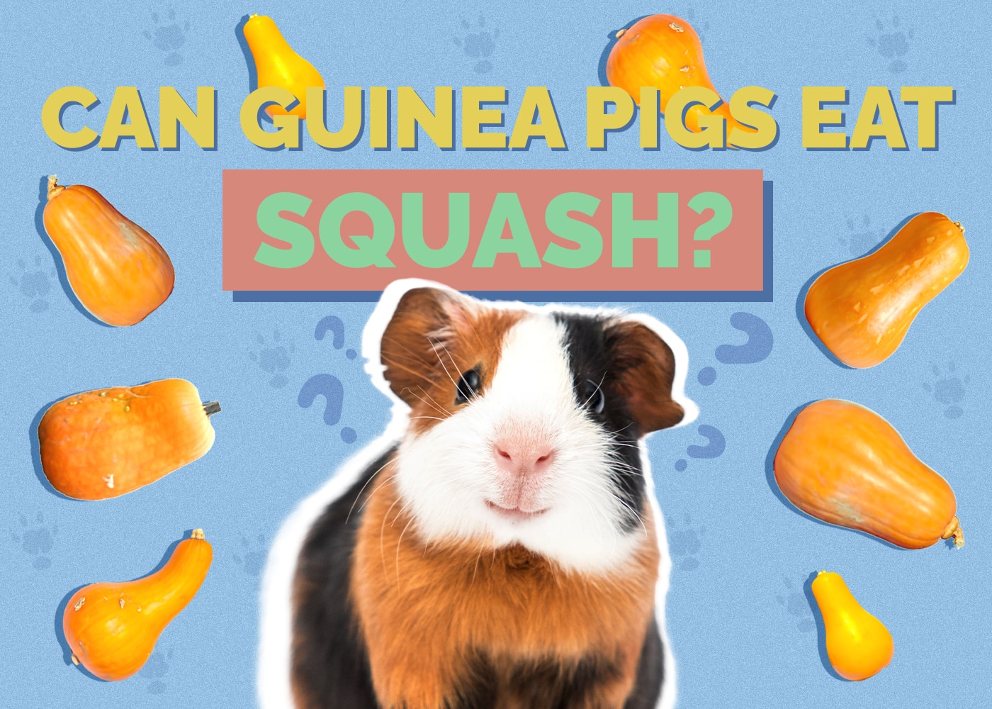Can Guinea Pigs Eat Squash? Vet-Reviewed Nutrition Facts & FAQ | Hepper ...