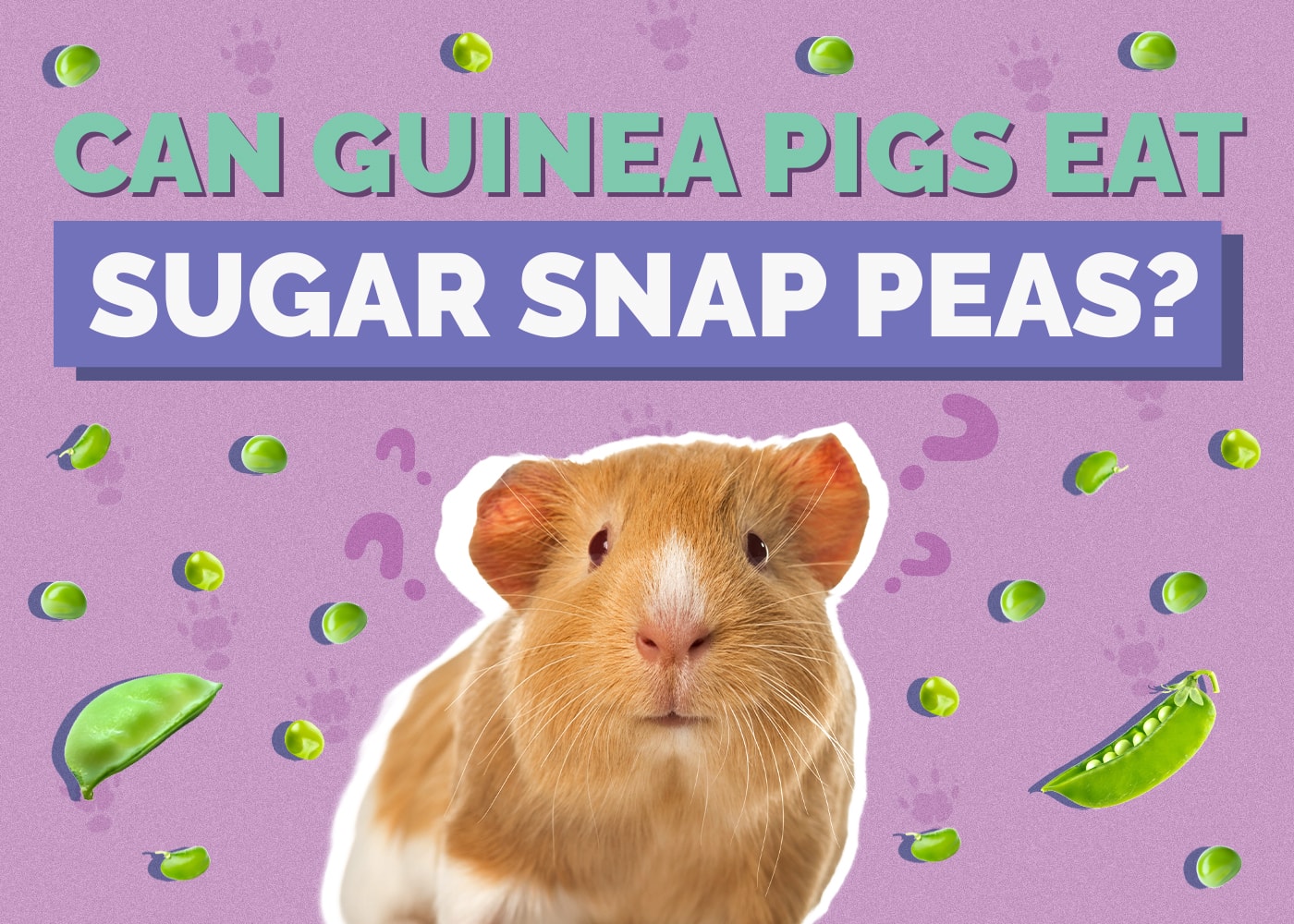 Can Guinea Pigs Eat Sugar Snap Peas? Vet-Reviewed Facts & FAQ | Hepper Pet Resources
