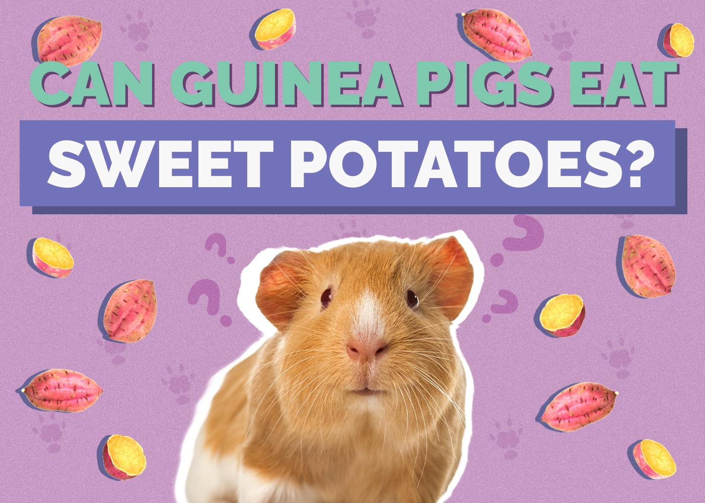 Can Guinea Pigs Eat Sweet Potatoes? Vet Approved Nutritional Value ...