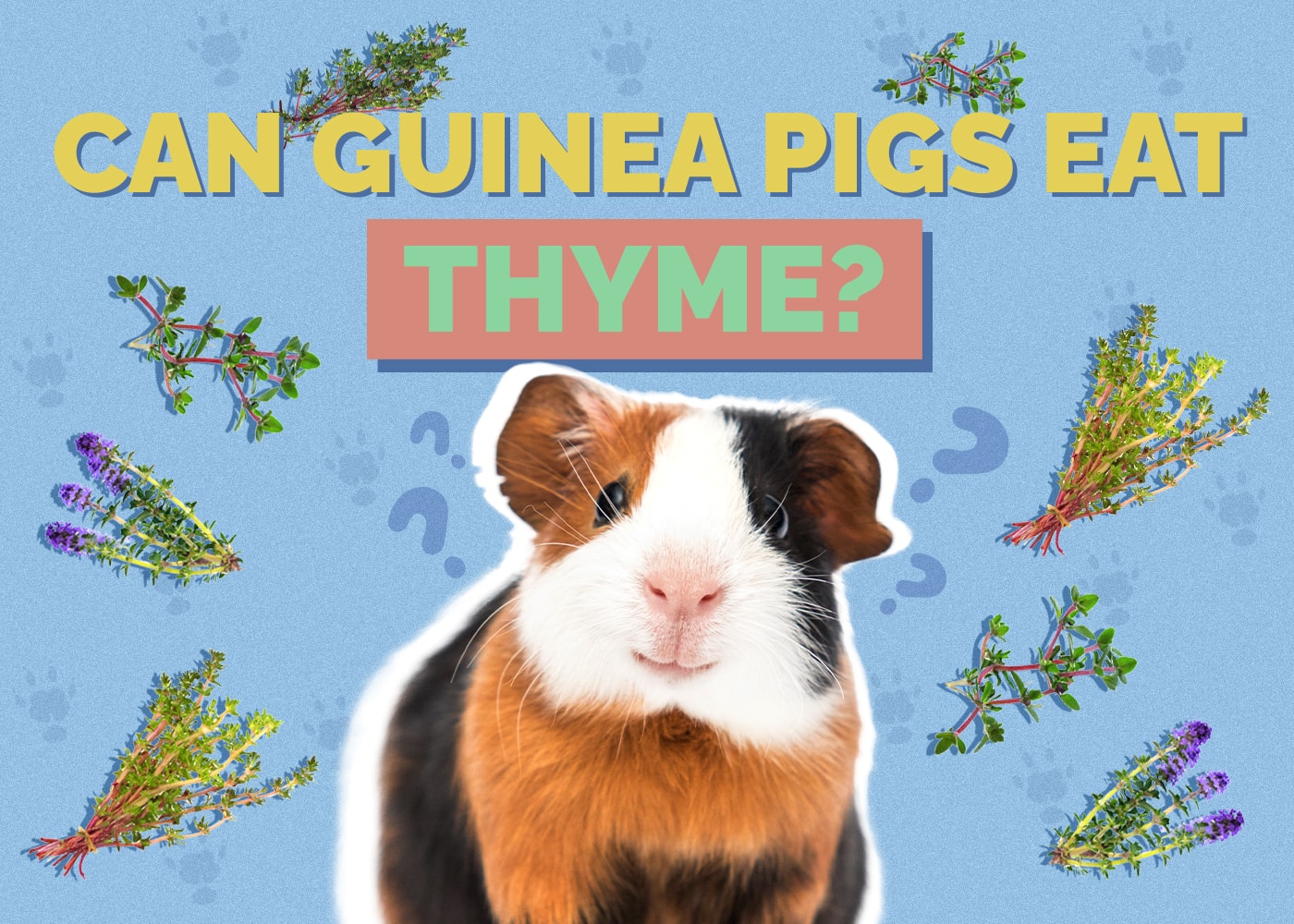 Can Guinea Pigs Eat Thyme? Vet-Reviewed Nutrition Facts | Hepper Pet Resources