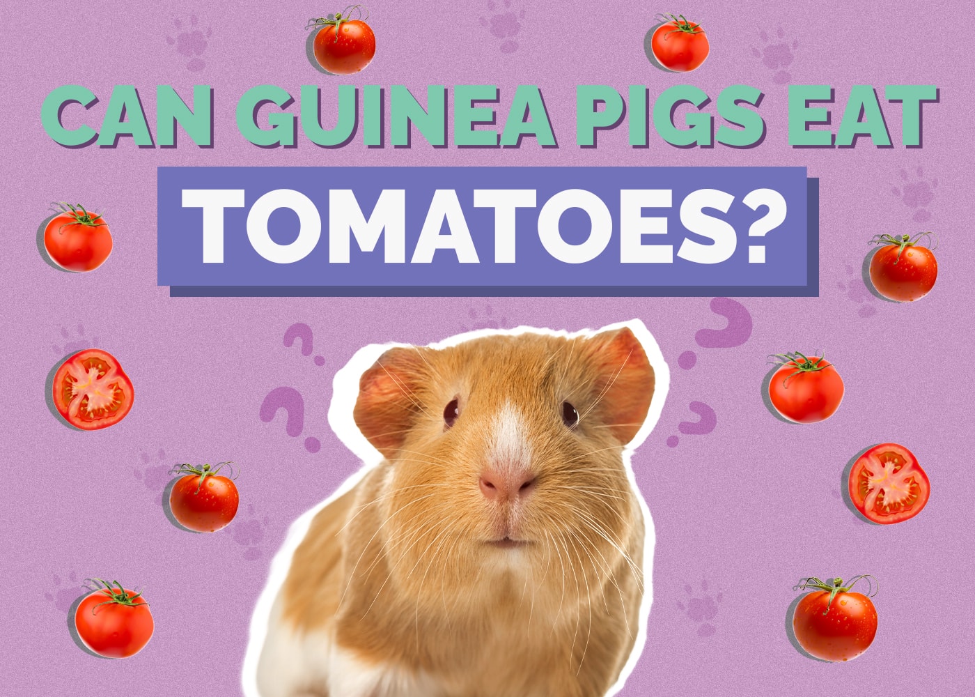 Can Guinea Pigs Eat Tomatoes? Vet-Reviewed Facts & FAQ | Hepper Pet Resources