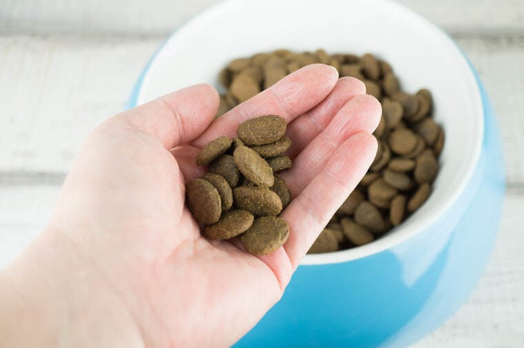 My Dog Ate Maggots: Vet Approved Facts, Risks & What to Do | Hepper Pet ...
