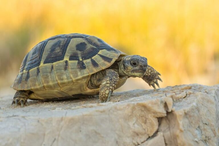 8 Types of Tortoises That Make Great Pets (With Info & Pictures ...