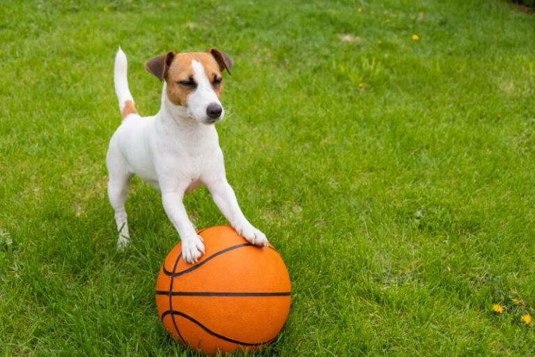 6 Jack Russell Terrier Colors (With Pictures) | Hepper Pet Resources